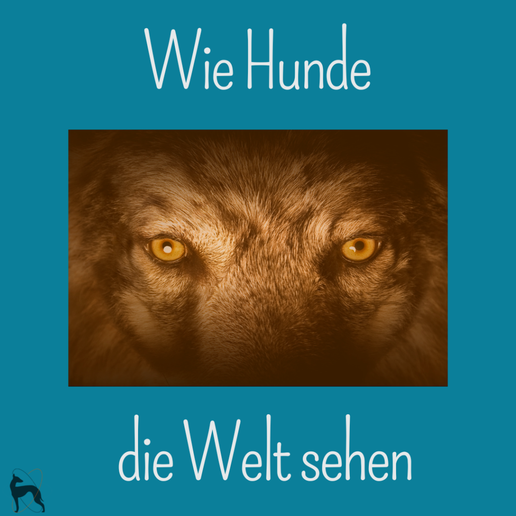 Farbsehen Archive - HUNDEPROFIL